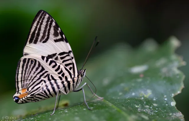 Tropical butterflies “hedge their bets” with mating tactics to adapt to ...