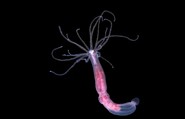 Epigenetic changes can be inherited without changing DNA in animals ...